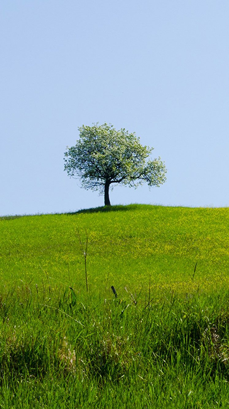 The land